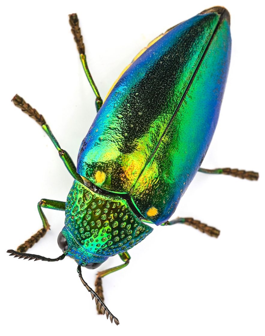 Alabama 4-H Entomology Project: Studying Insects & Developing Your Own ...