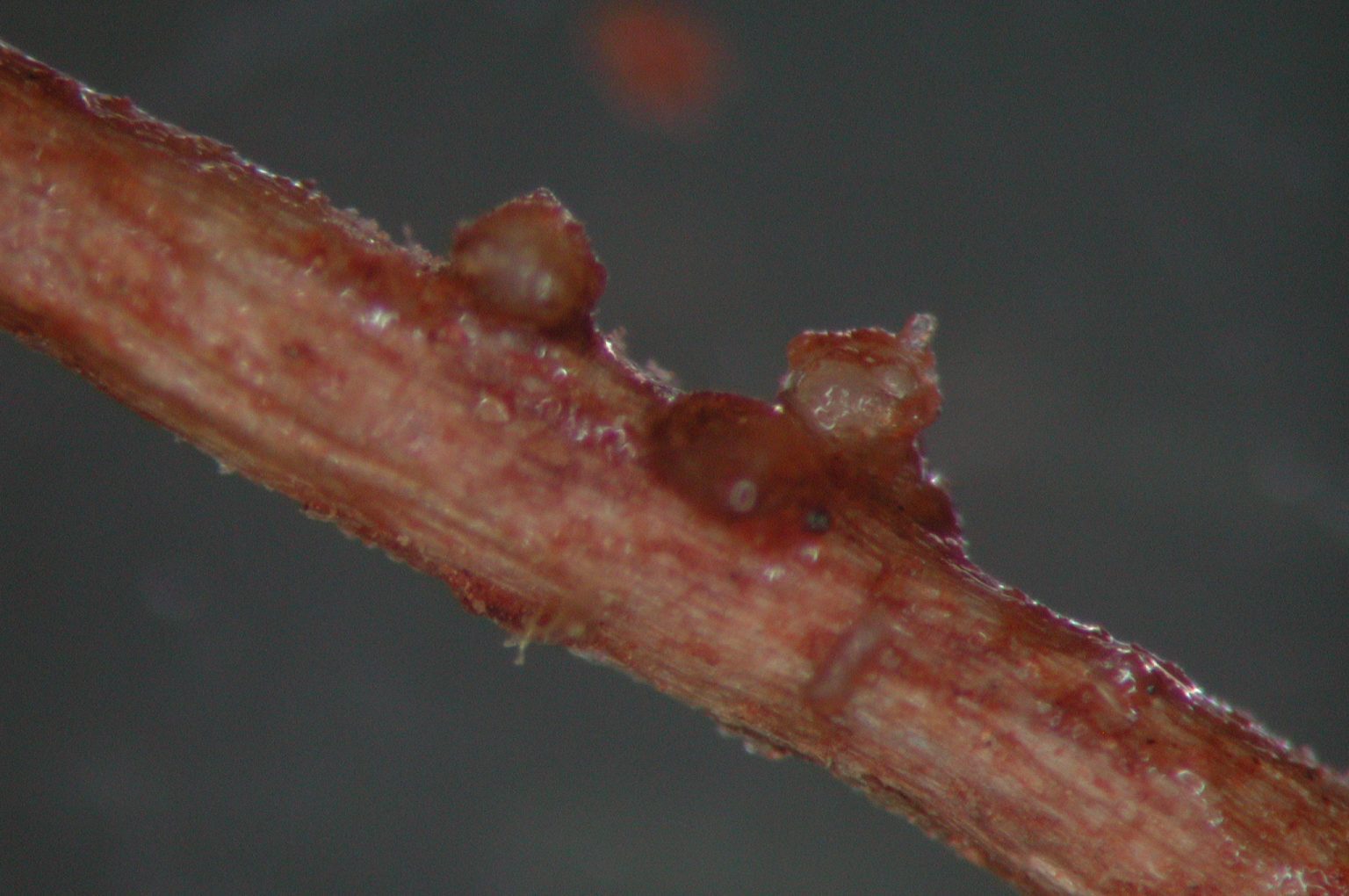 Nematodes in Alabama Cotton - Alabama Cooperative Extension System