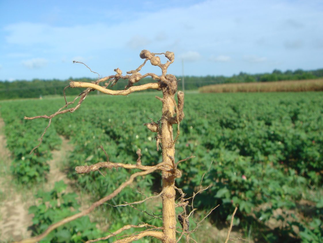 Nematodes in Alabama Cotton - Alabama Cooperative Extension System
