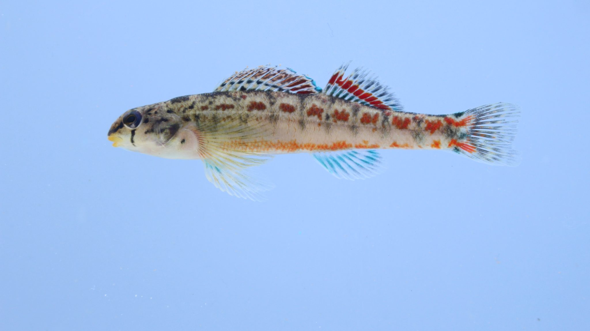 Native Aquatic Species of the Tallapoosa Watershed - Alabama ...
