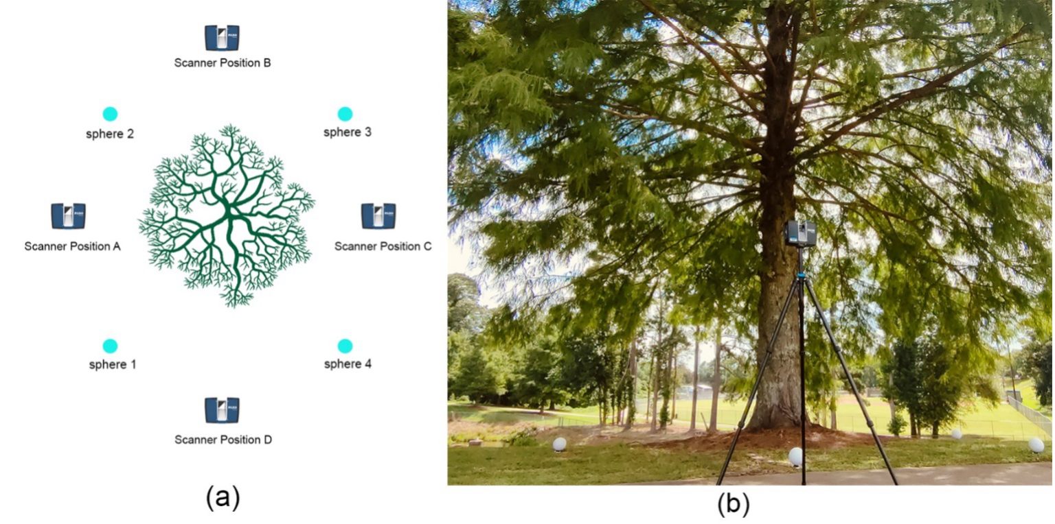 Urban Forest Monitoring with Terrestrial Laser Scanning - Alabama ...