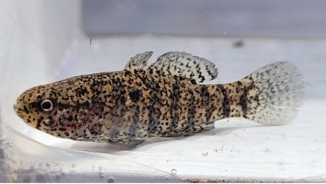 Native Aquatic Species of the Tallapoosa Watershed - Alabama ...