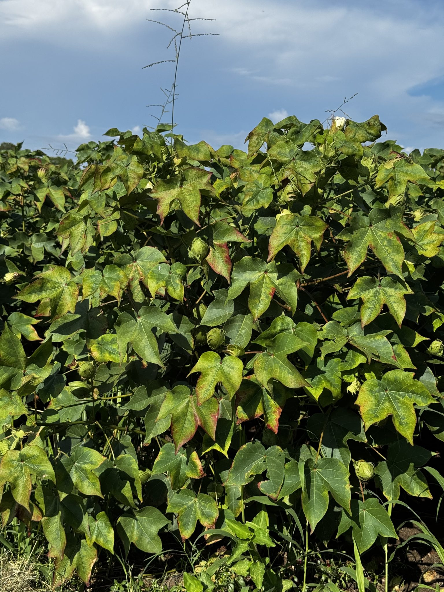 Cotton Jassid Confirmed in Alabama - Alabama Cooperative Extension System