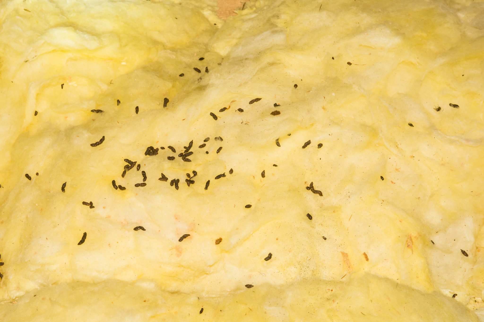 Bat Management for Alabama - Alabama Cooperative Extension System