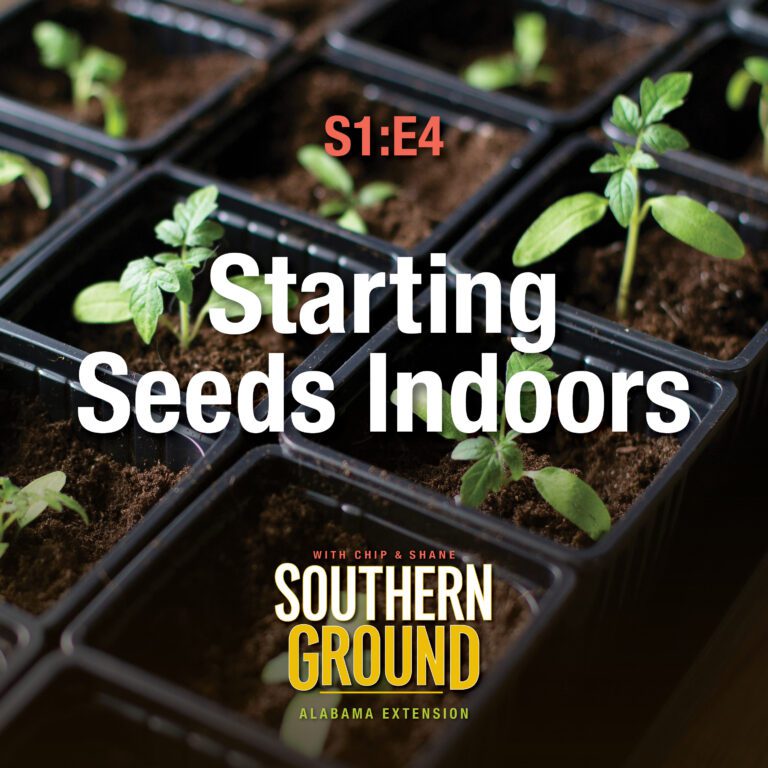 Southern Ground Archives - Alabama Cooperative Extension System